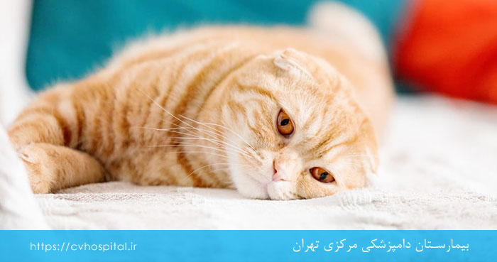 Urinary Problems in Cats | Symptoms, Causes & Treatment Guide - Central ...