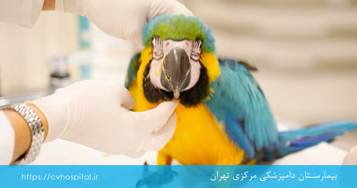 PDD Disease in Birds: Symptoms, Causes, and Treatment Methods - Central ...
